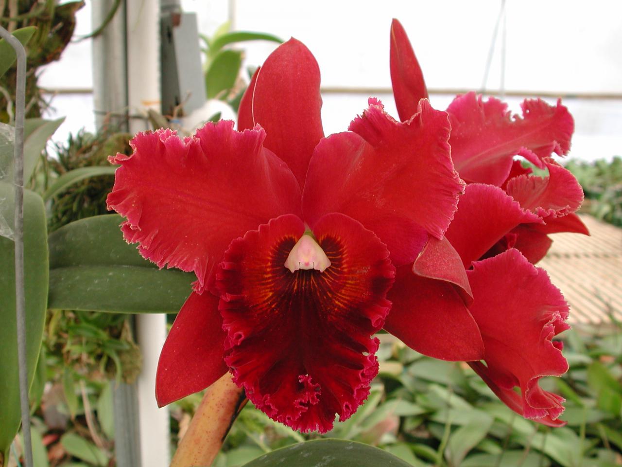 red cattleya