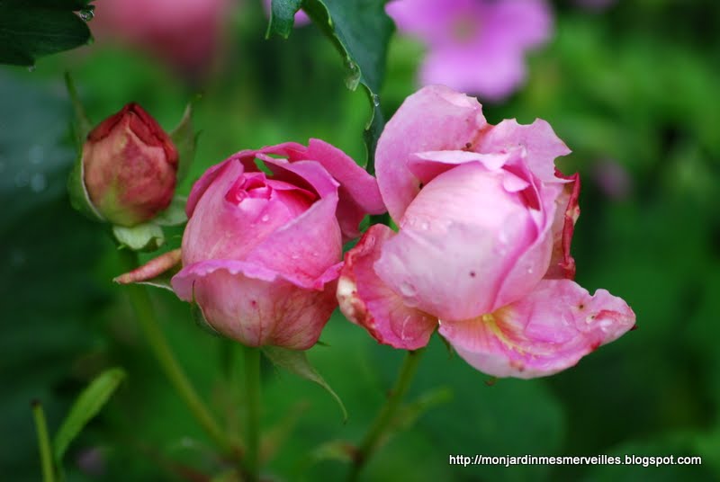 Mon Jardin Mes Merveilles: Nouvelles roses 2012 : Le coup de coeur d ...