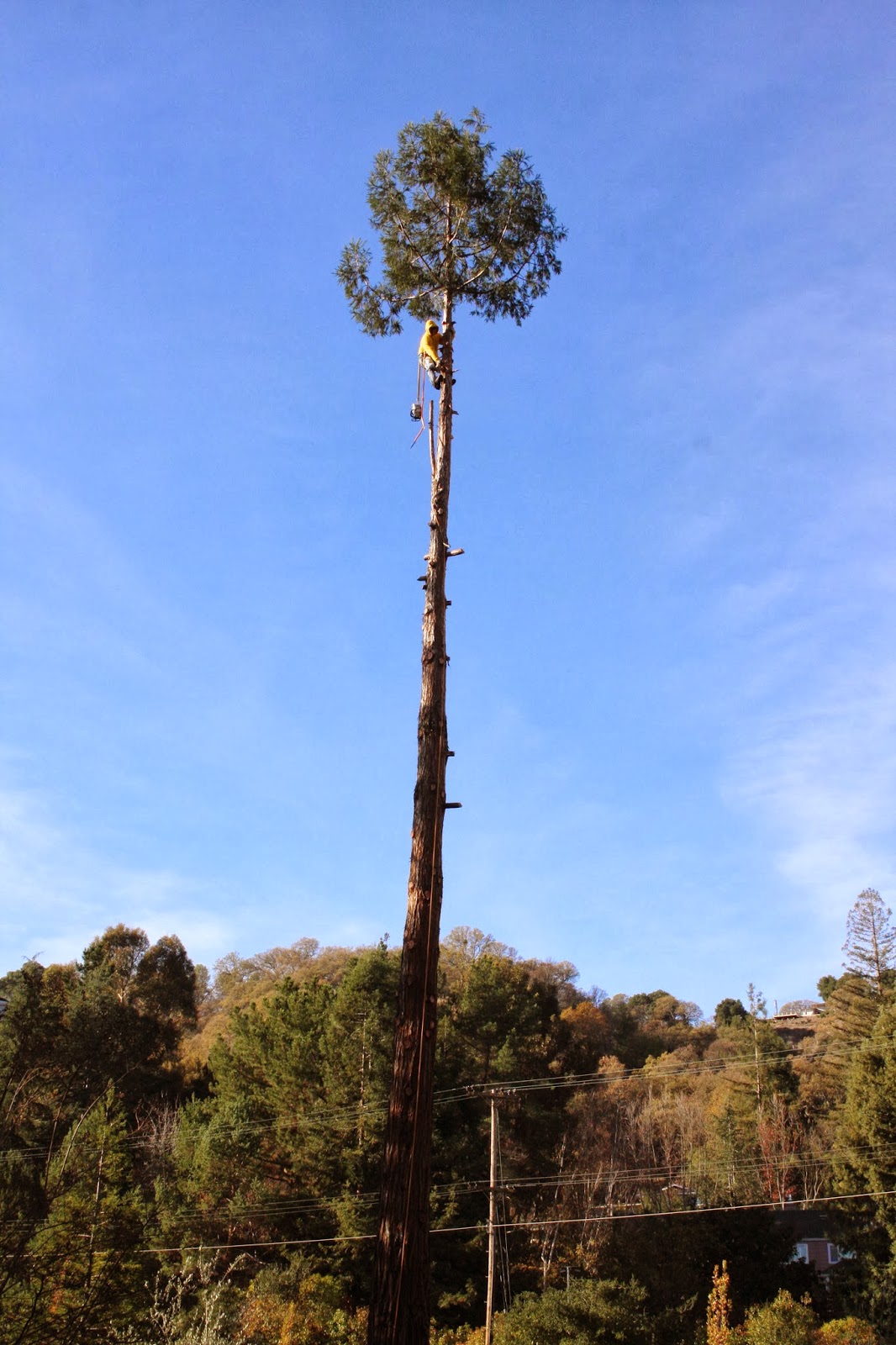 Timber…. - Simply Organized