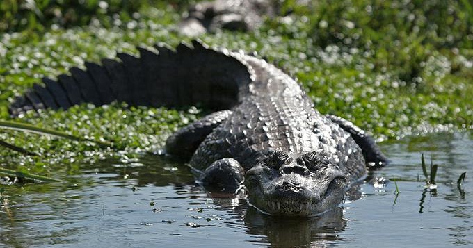 PLAAN : Caimán Negro - Melanosuchus niger
