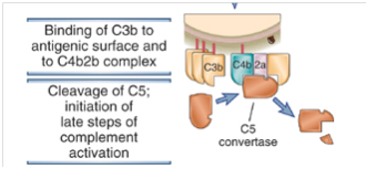 Alarminas: Respuesta inmune innata, respuesta inmune adaptativa y ...