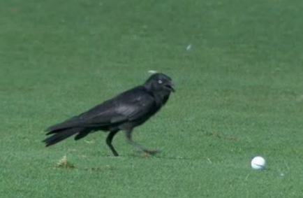 Crow steals golf ball at Australian PGA Championship (Video) ~ Holdout ...