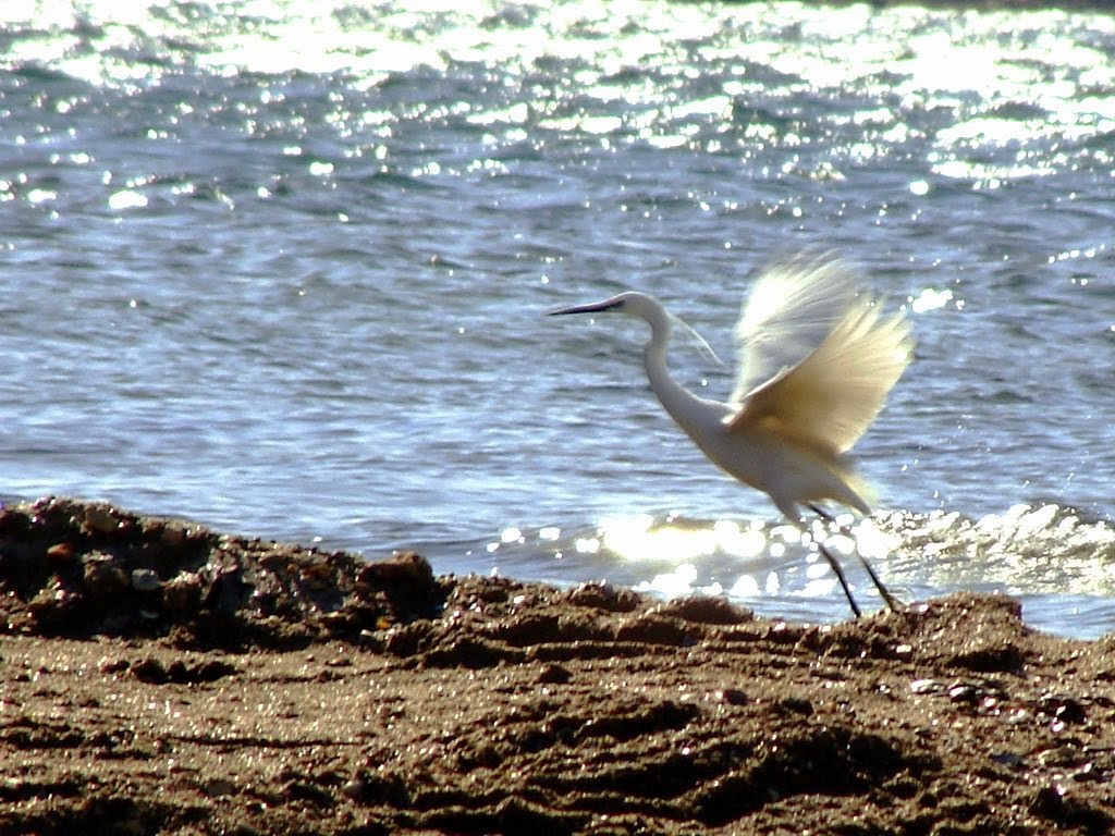 PHOTO ODYSSEY OF RICHARD: SMALL EGRET EGRETA MICA EGRETTA GARZETTA