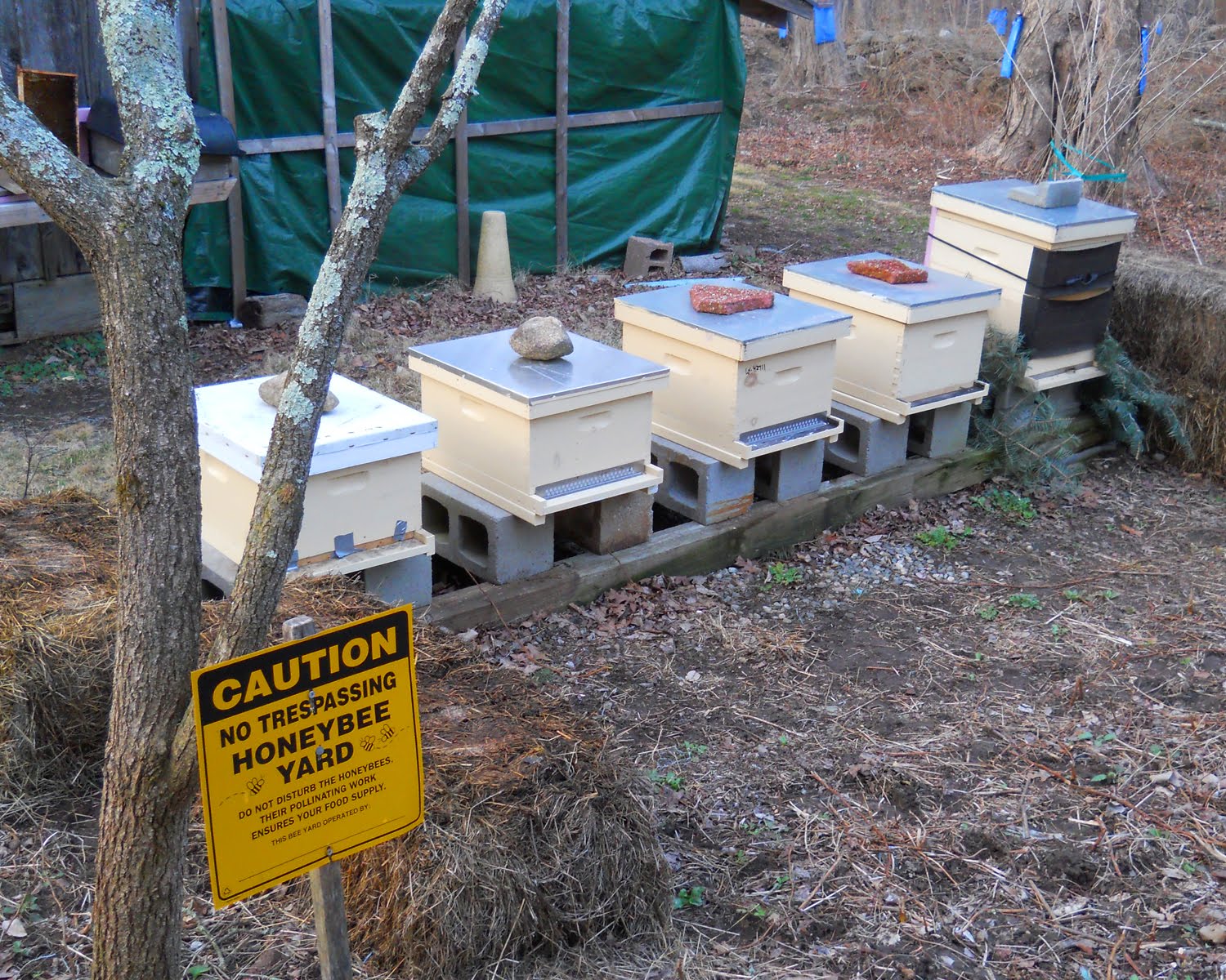 Hive Stand Suggestions