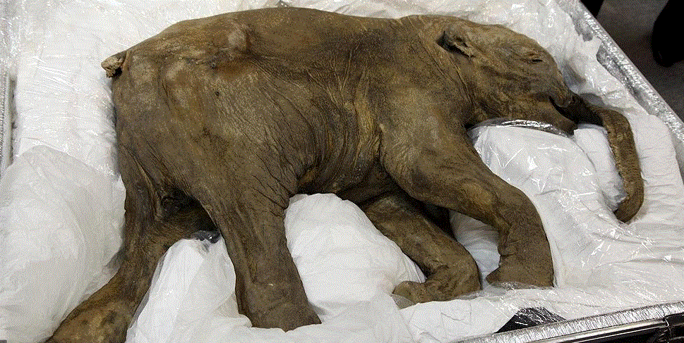 Archaeology of Portable Rock Art: Arkfeld site "baby mammoth ...