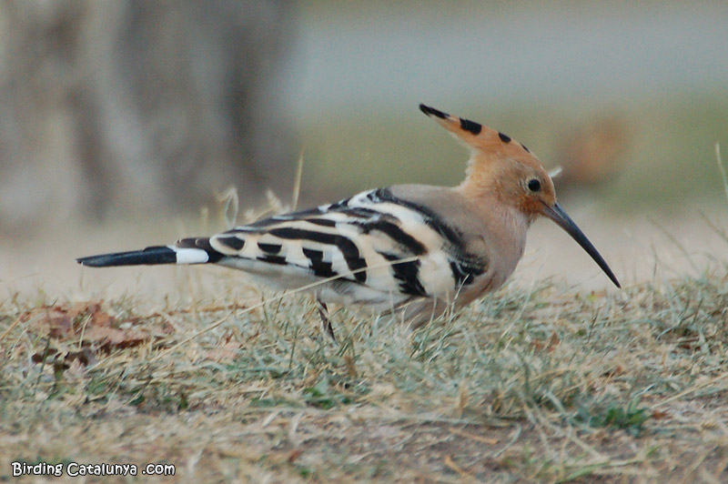 Birding Catalunya: Ocells a l'estany de Banyoles