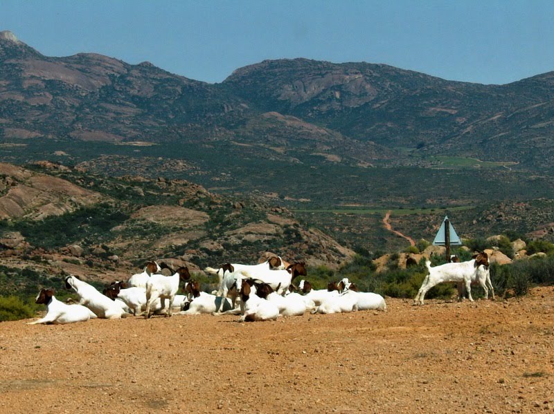 Angelika's World in Photos: Tasty Boerbok