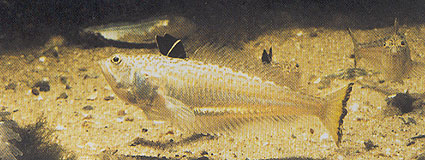 ORO NIEUWS Knokke-Heist: 2011-07-10