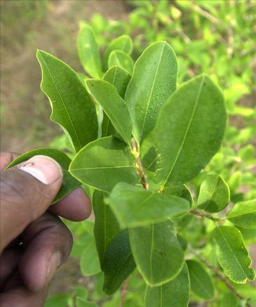 BOLIVIA... LO MEJOR QUE TENEMOS: LOS INCAS YA MASCABAN LAS HOJAS DE ...