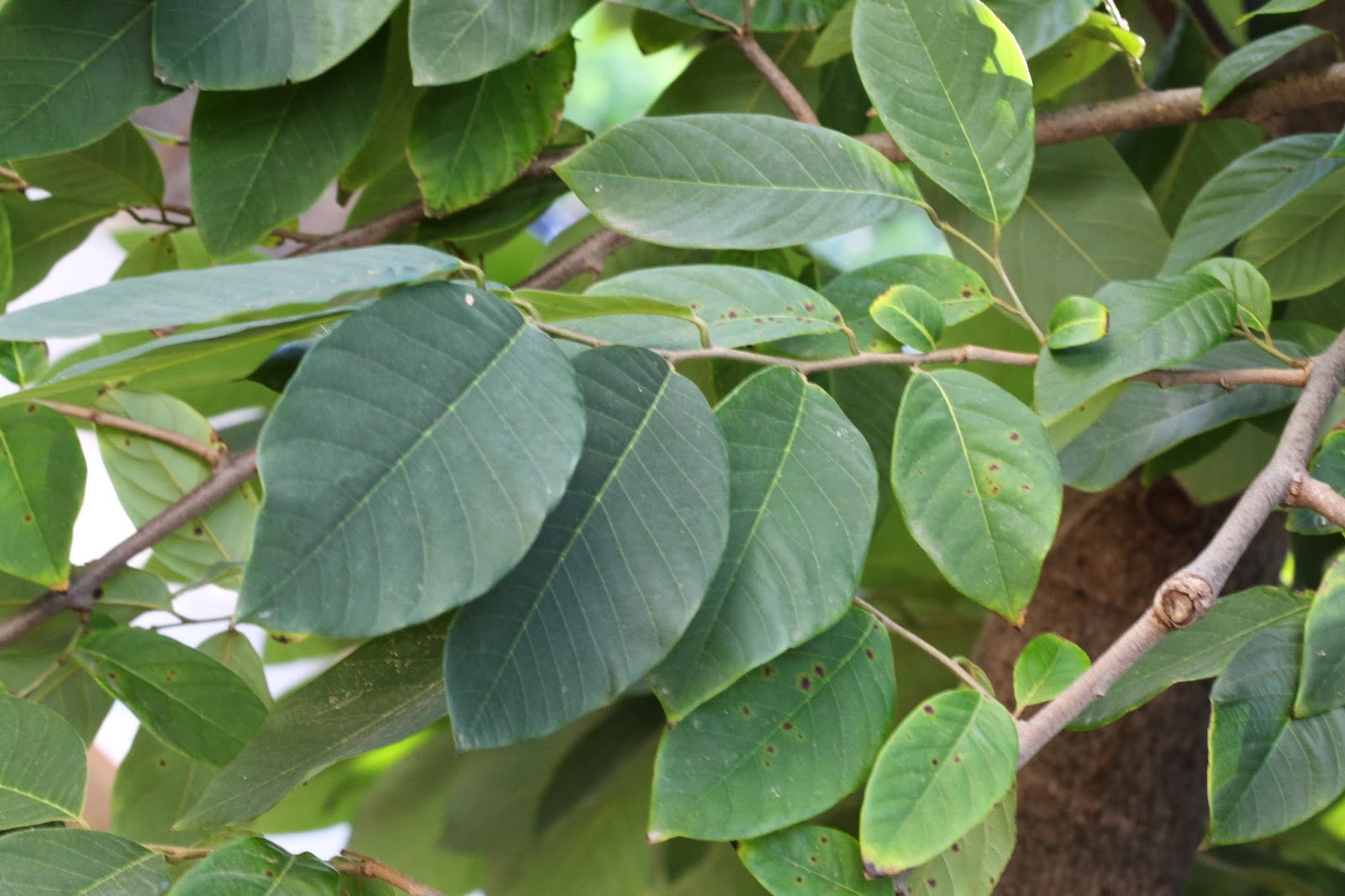 ANNONA CHERIMOLA. chirimoya o chirimoyo.