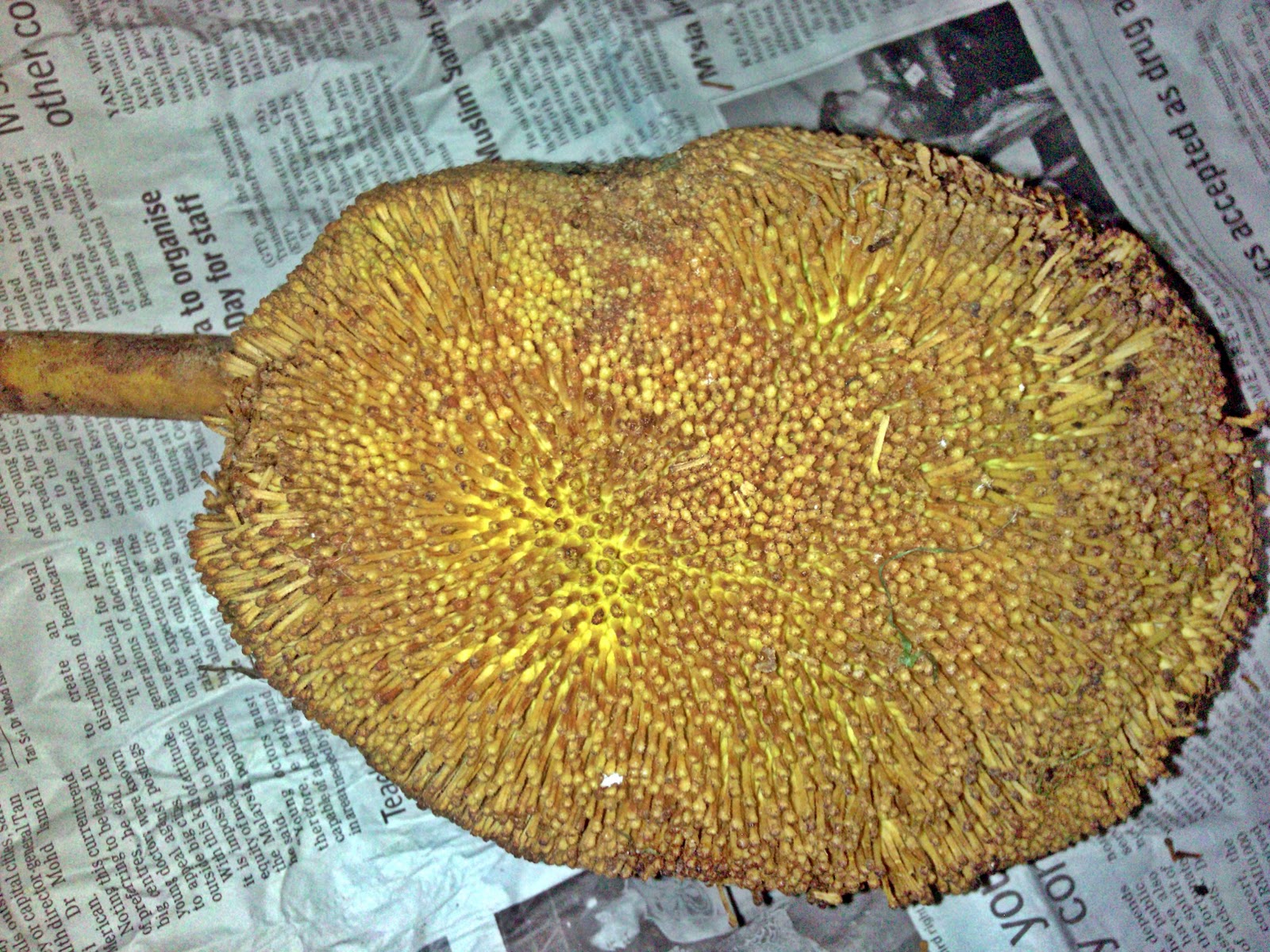 Buah Terap?? | thelittlenote