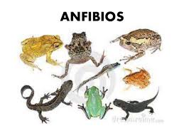La clase de Marta: ANFIBIOS