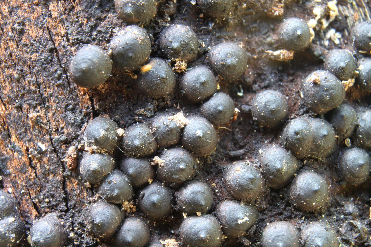 Rosellinia akulovii L.E. Petrini • CEMAS Orden Xylariales, Ascomycota.