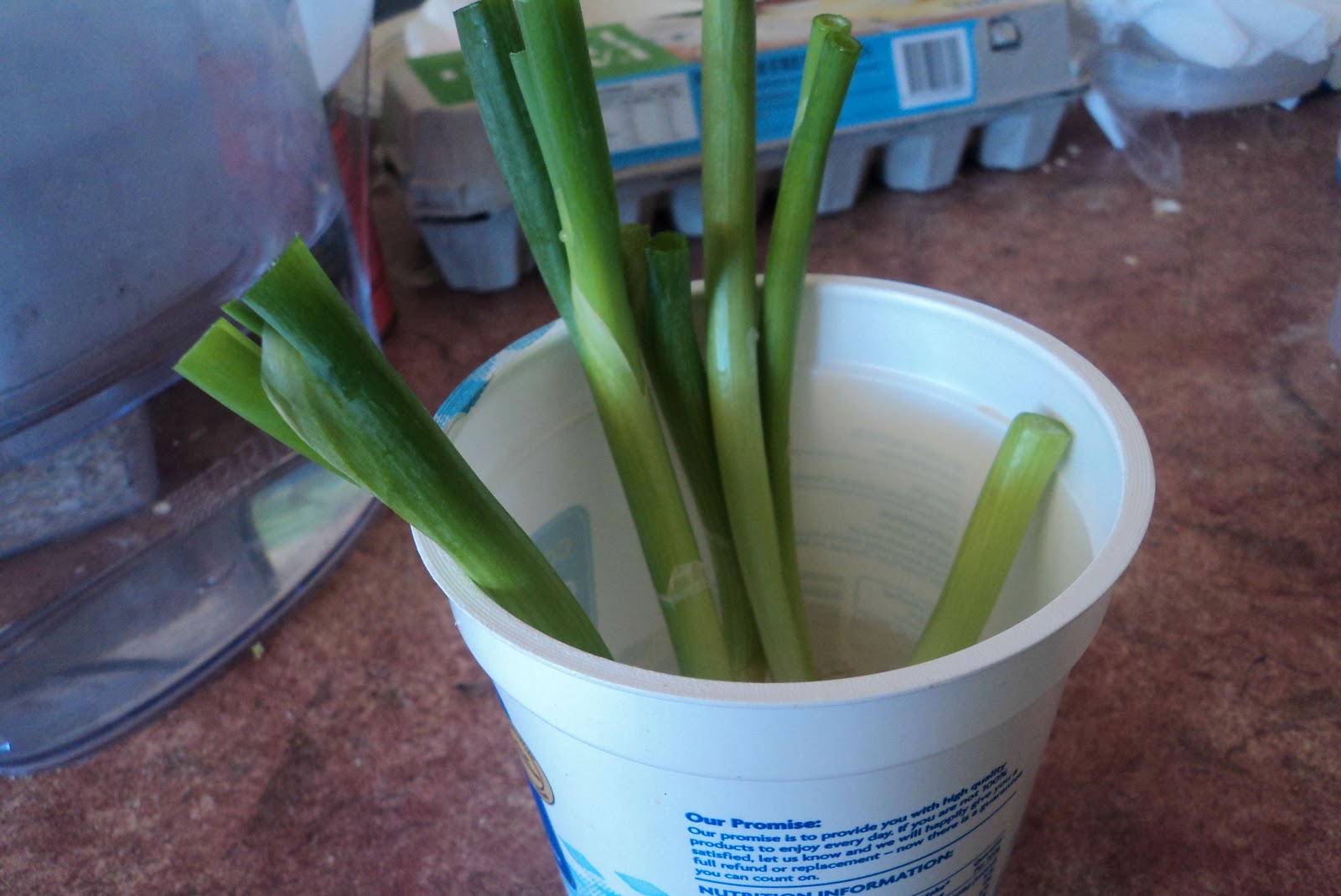 How to: Growing scallions in water! + Progress video! - Alice's Meet ...