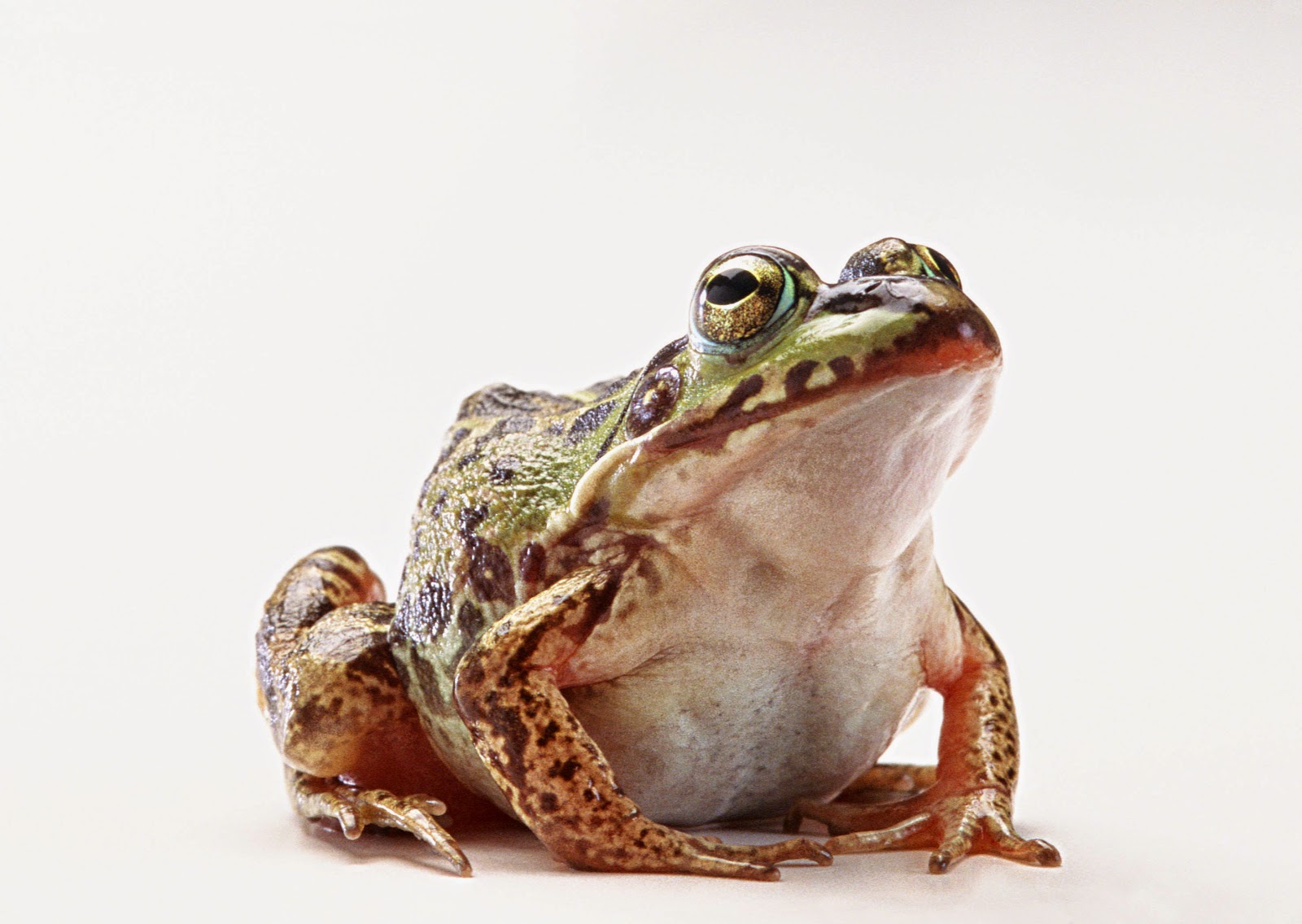 27 Stock Photo Gambar Katak High Resolution