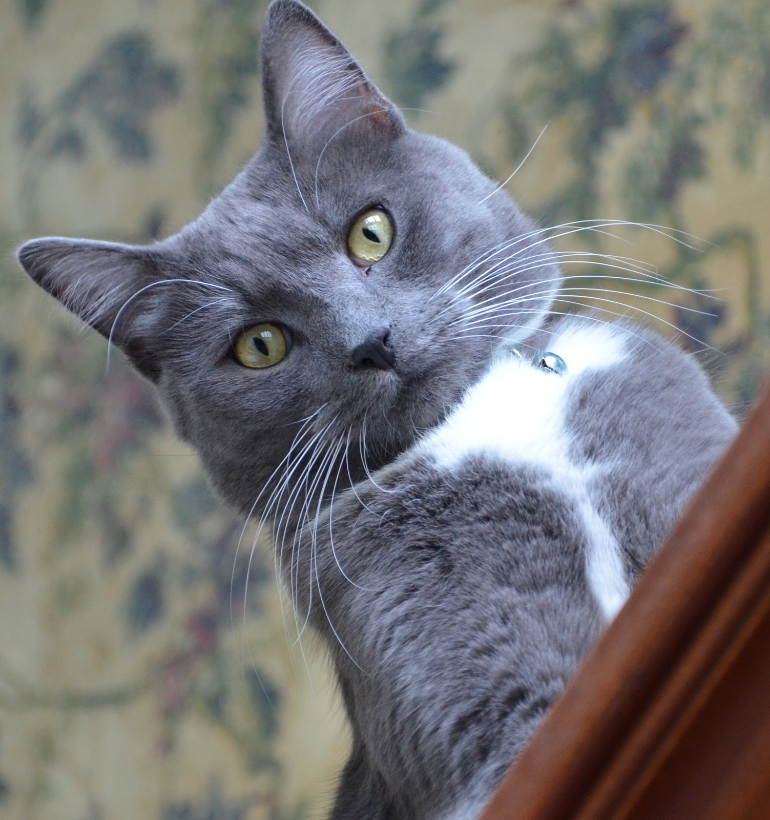 A Quilter Awakens: A Day of Cats