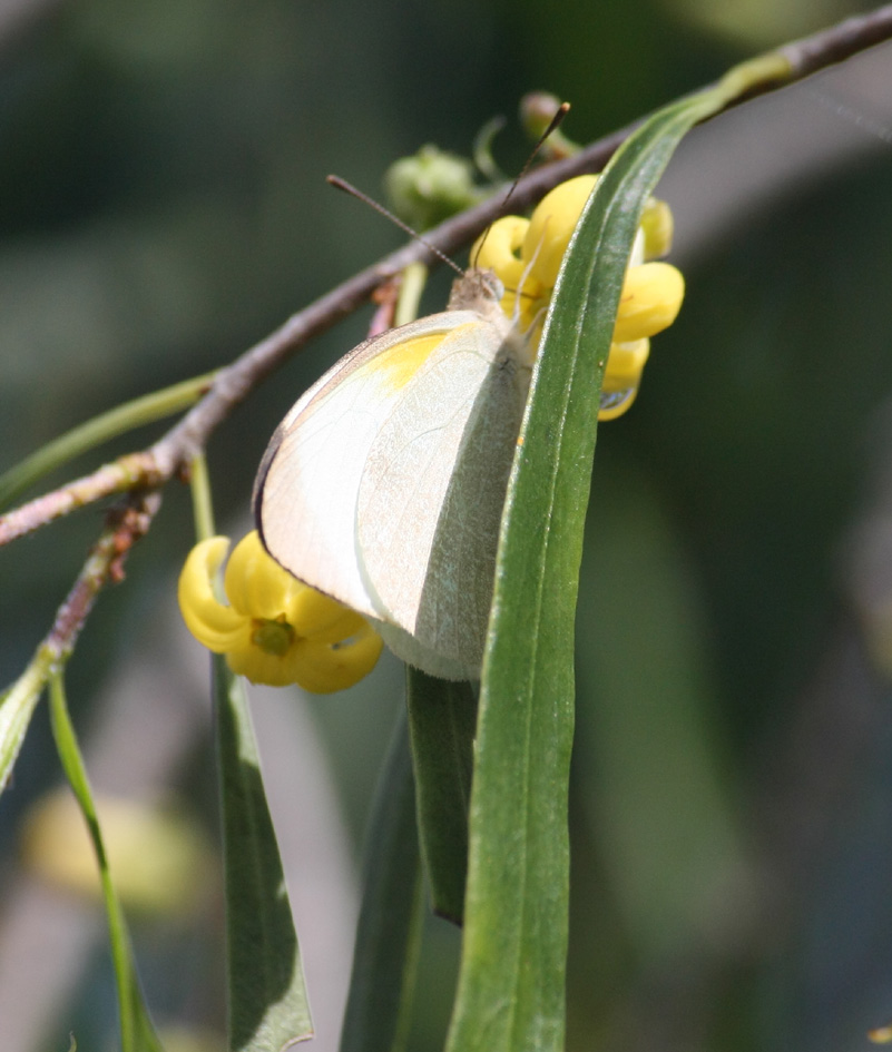 What Is A Gumby Gumby Tree at Diana Henderson blog