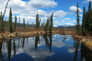 Tom Hince - Adventures with Birds & other stuff: YUKON - ROADSIDE CRITTERS