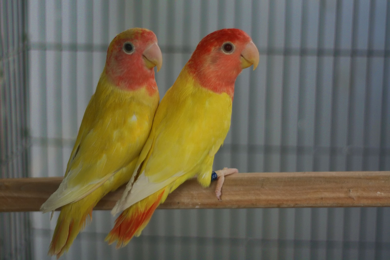 Agapornis Veríssimo: Novas Crias