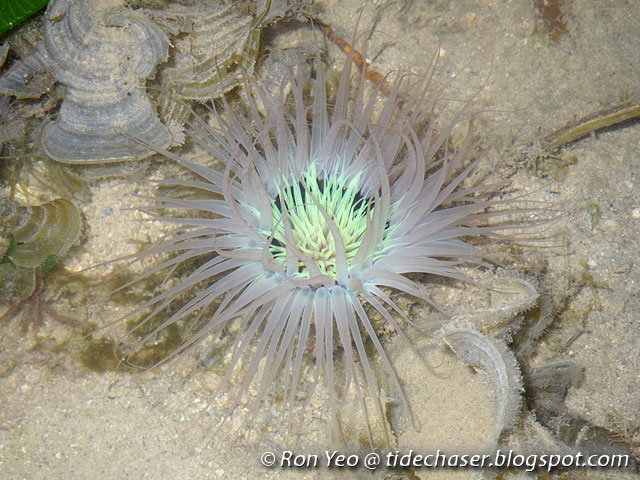 tHE tiDE cHAsER: Tube Anemones (Phylum Cnidaria: Order Ceriantharia) of ...