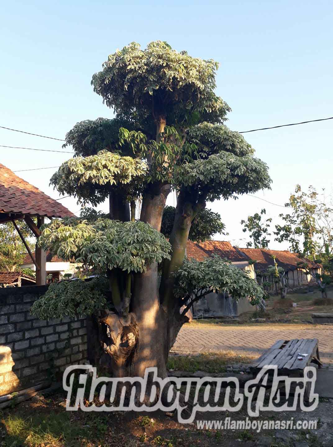 Jual Bonsai Pohon Randu Putih (Variegata) Harga Murah - TUKANG TAMAN ...