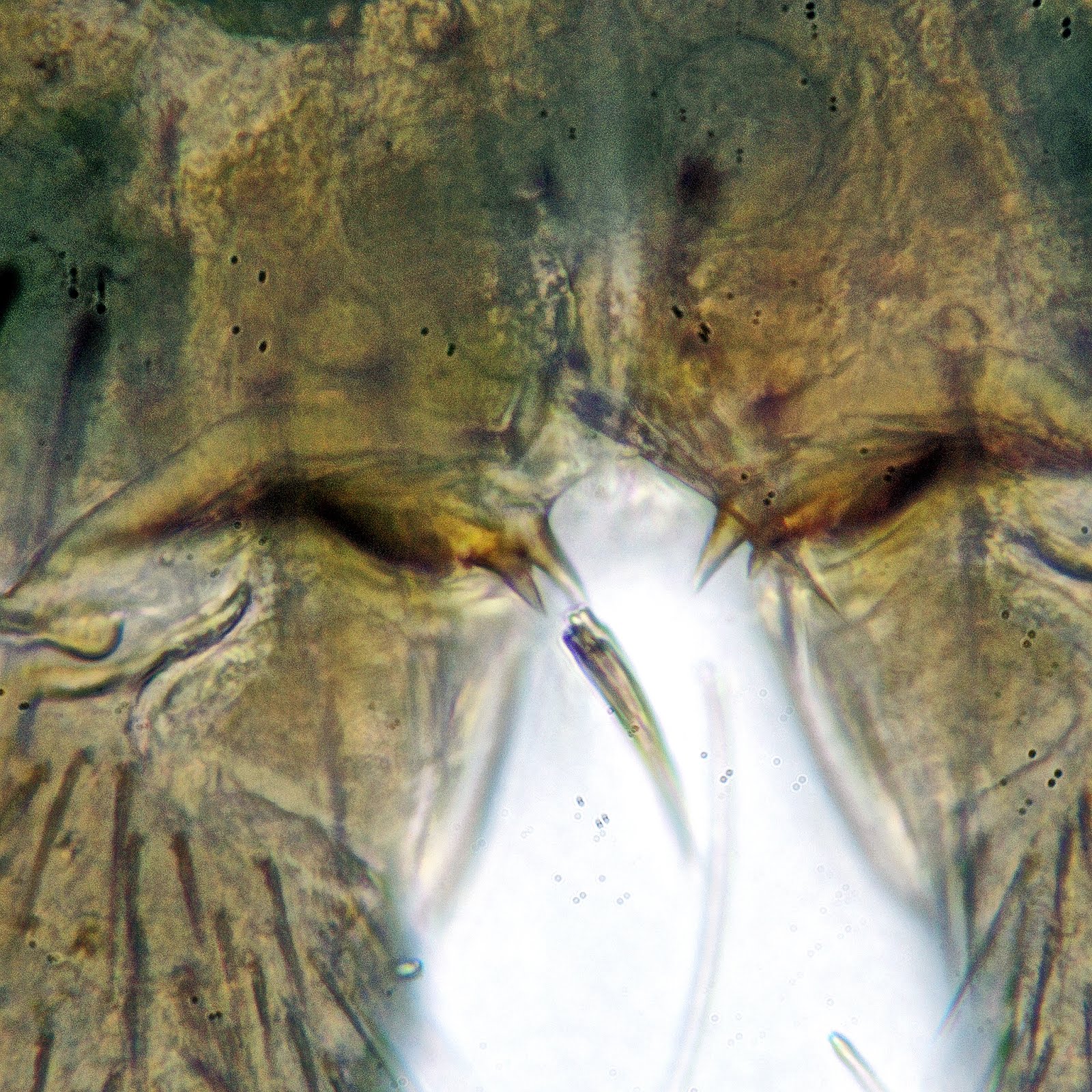 AJC Springtails: Isotoma