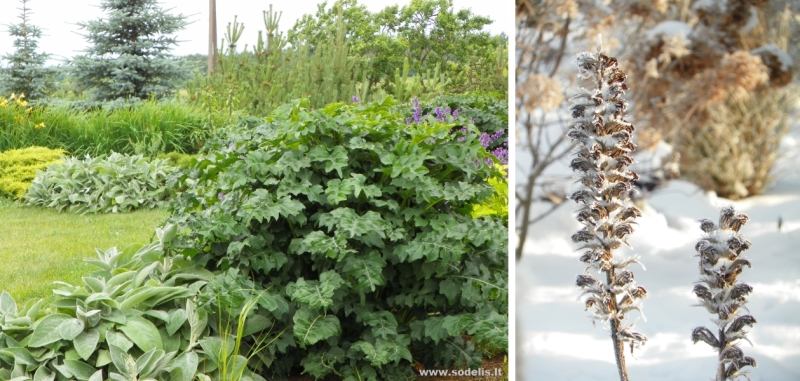 sodelis.lt: Patikimieji: švelnieji akantai