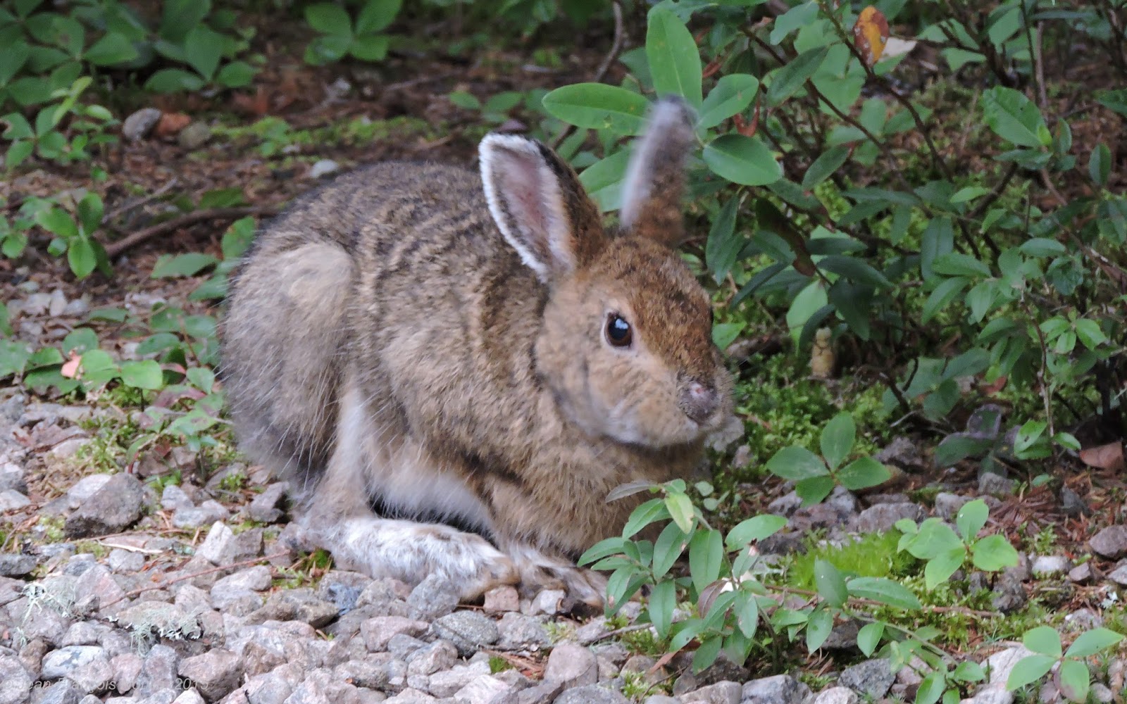 Carnet naturaliste: Lièvre ou lapin