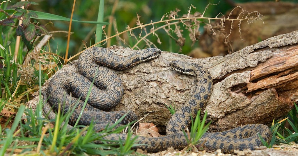 British Wildlife Centre ~ Keeper's Blog: Adders have emerged