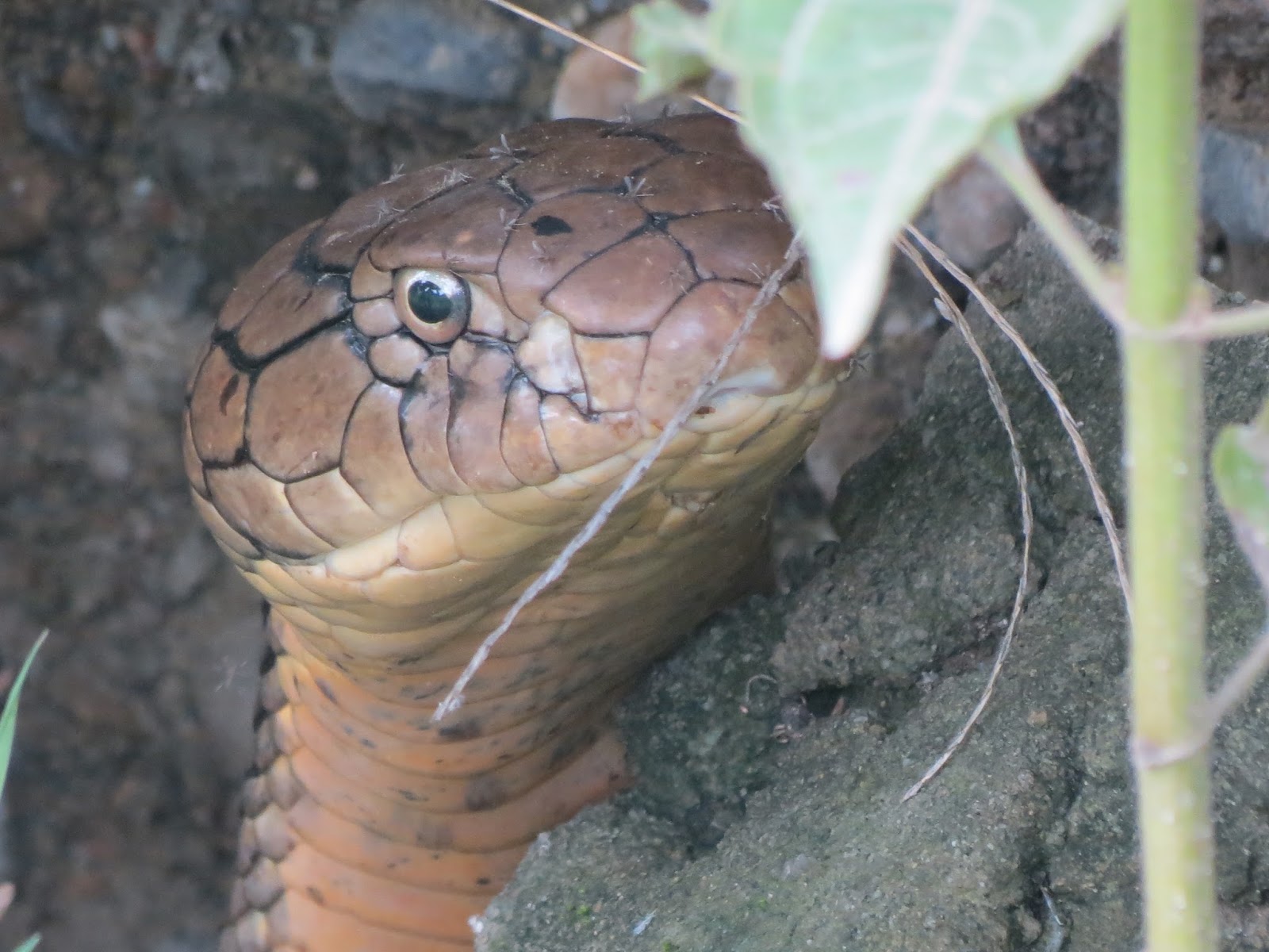Snakes of Nepal: King cobra in Nepal