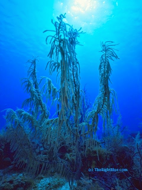 The Right Blue: Droopy Gorgonian Sea Plume - Needs Water??