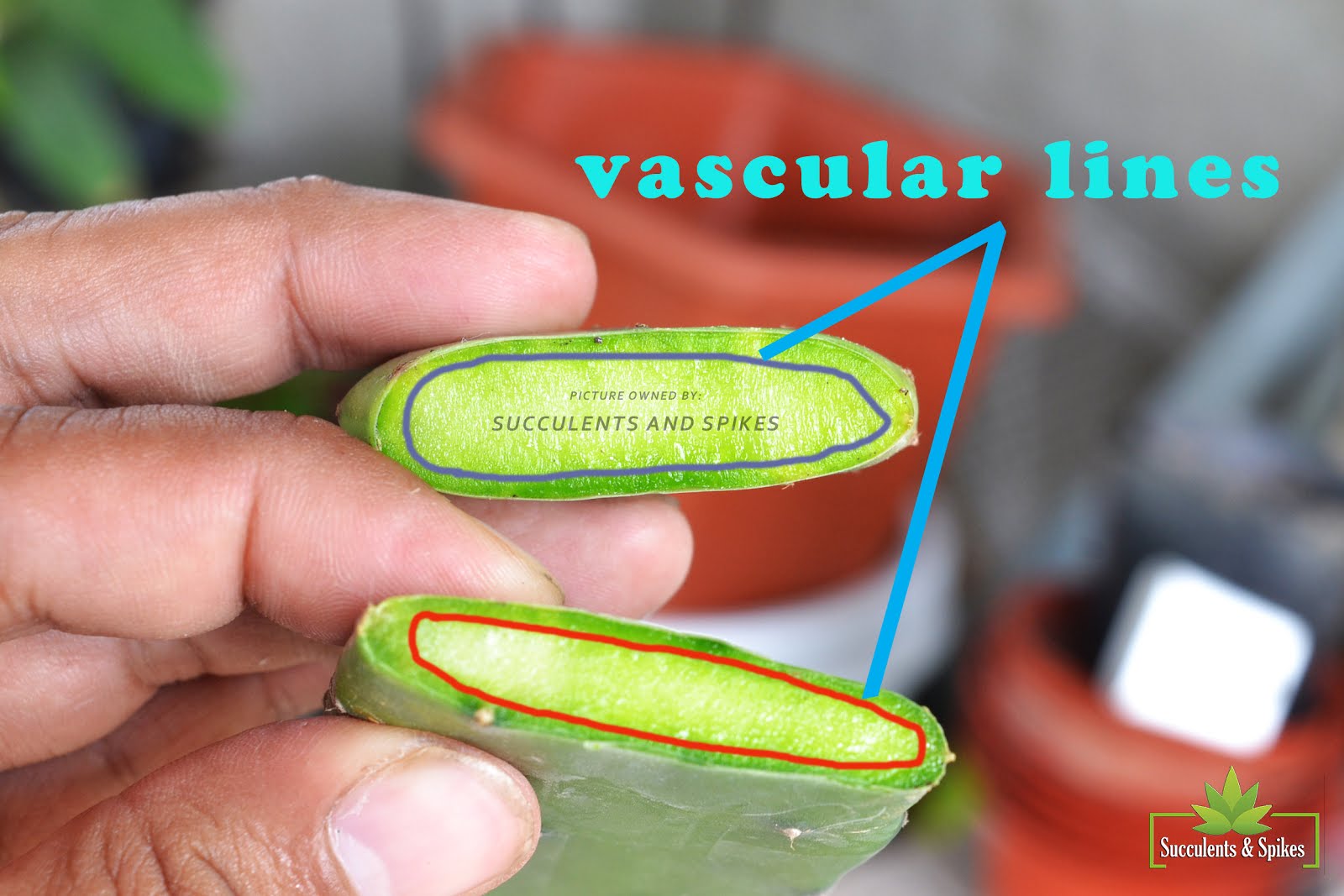 Cactus grafting in 4 EASY STEPS