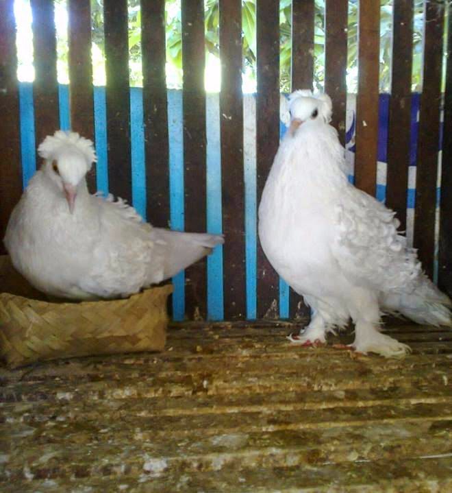 SPESIALIS MERPATI: MERPATI FRILL BACK / MERPATI KRITING