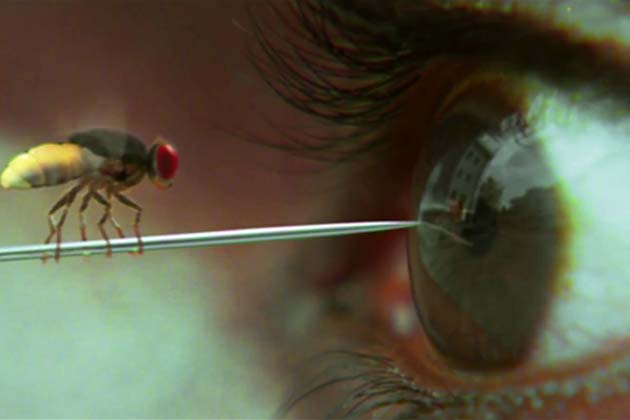 Tollywood is My Bollywood: Eega (Dir. S.S. Rajamouli)