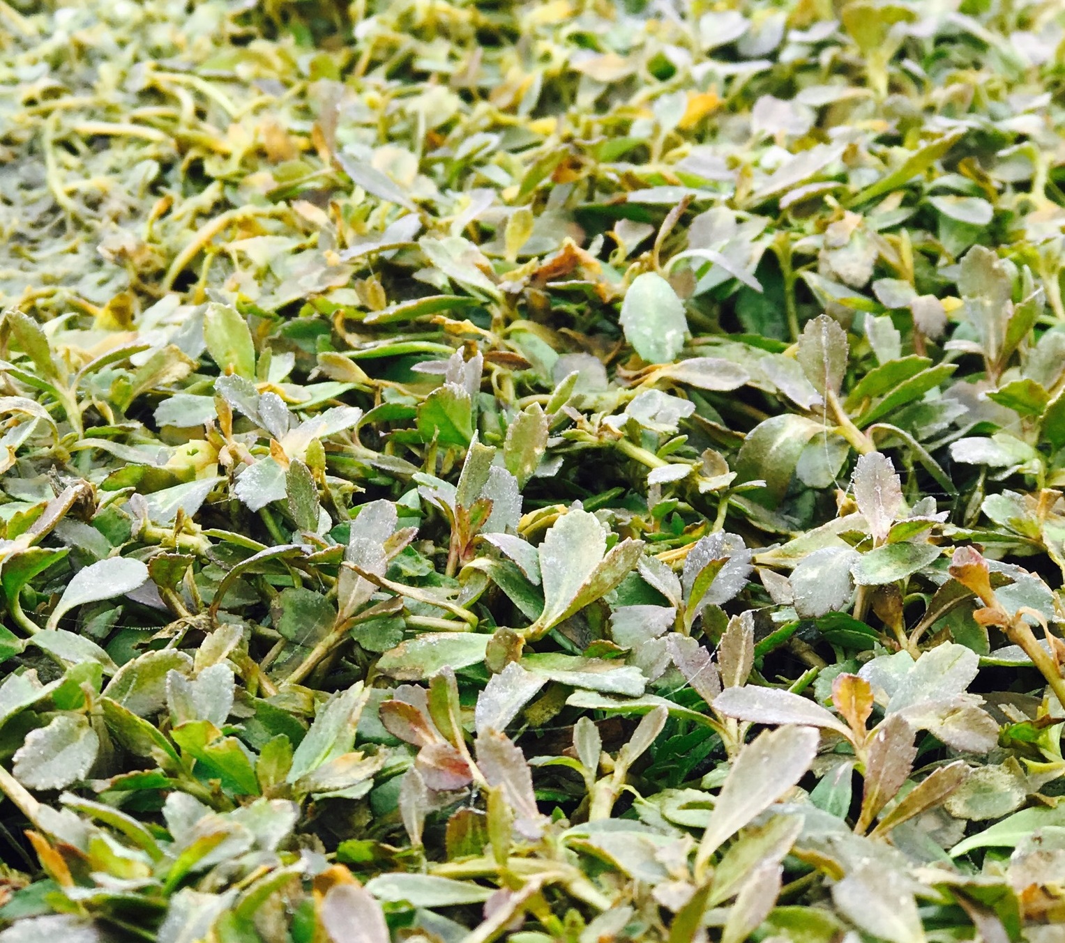 Kurapia: To mow or not to mow. Kurapia options as a lawn.