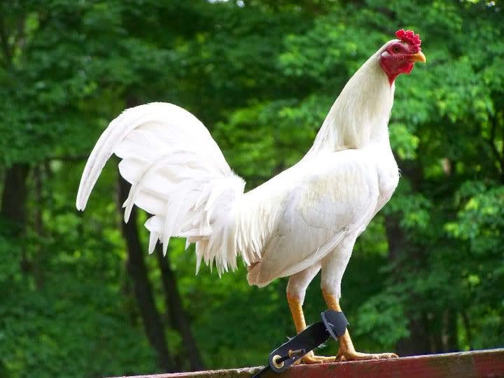 Las navajas para gallos de juego y sus dimensiones según su estilo de ...