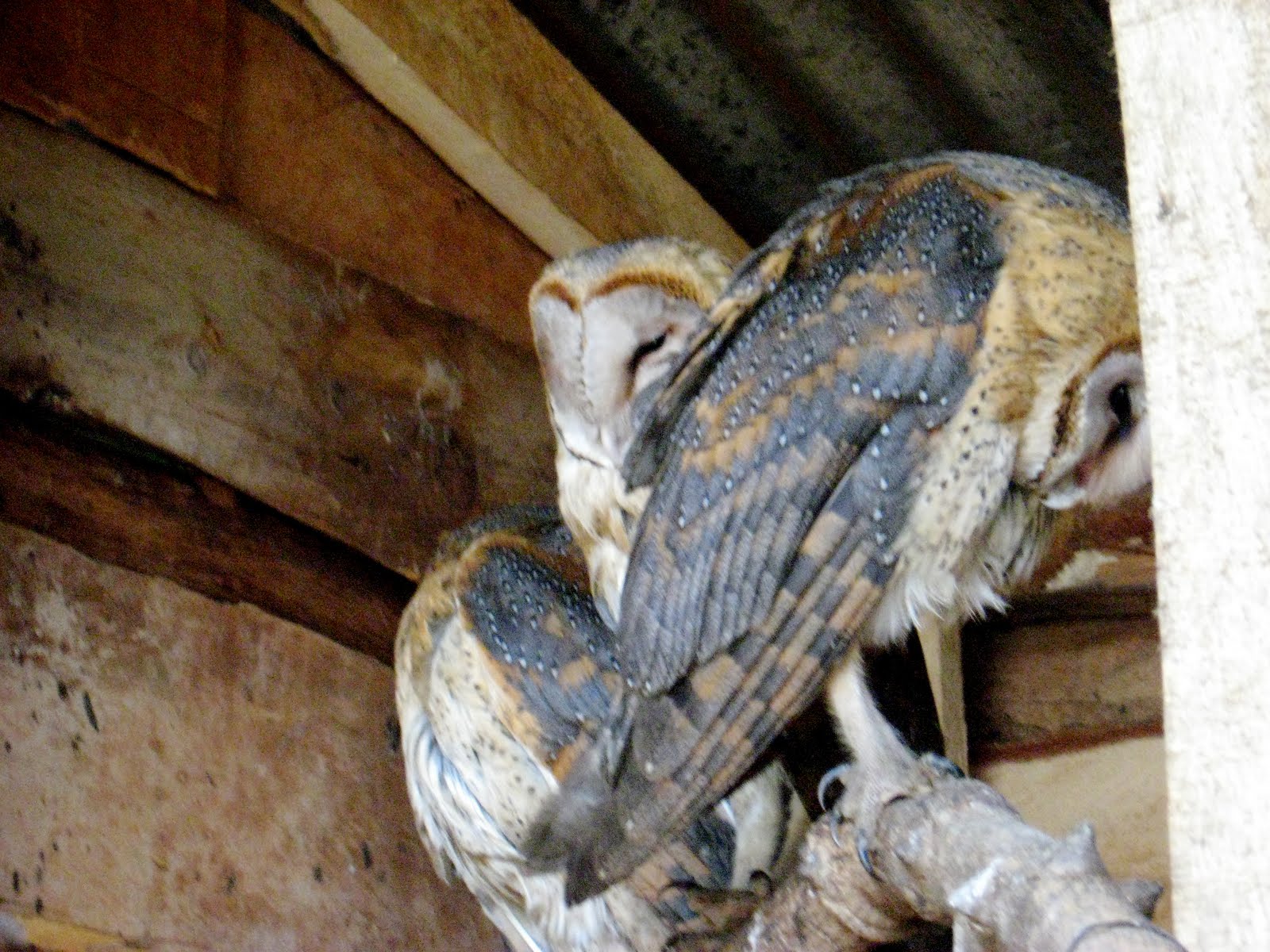 Kenya IUPUI 2011: Kitale Conservancy: Kitale, Kenya