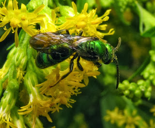 Pollinators: Official State Insects