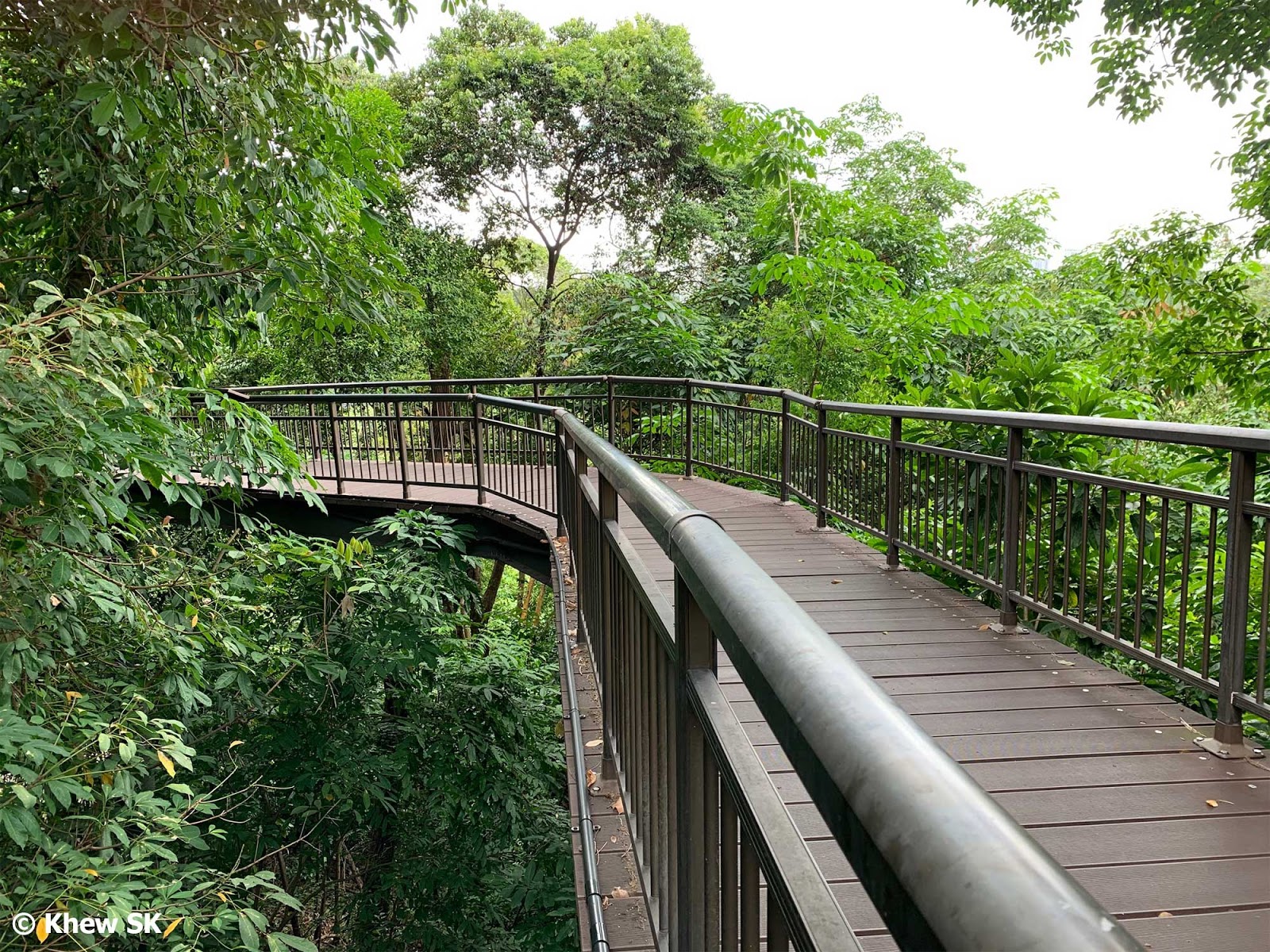 Butterflies of Singapore: Butterfly Photography at Our Local Parks ...