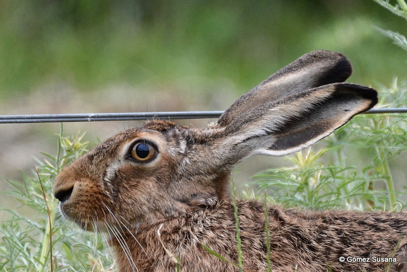 Fauna Loberense: LAGARTO OVERO