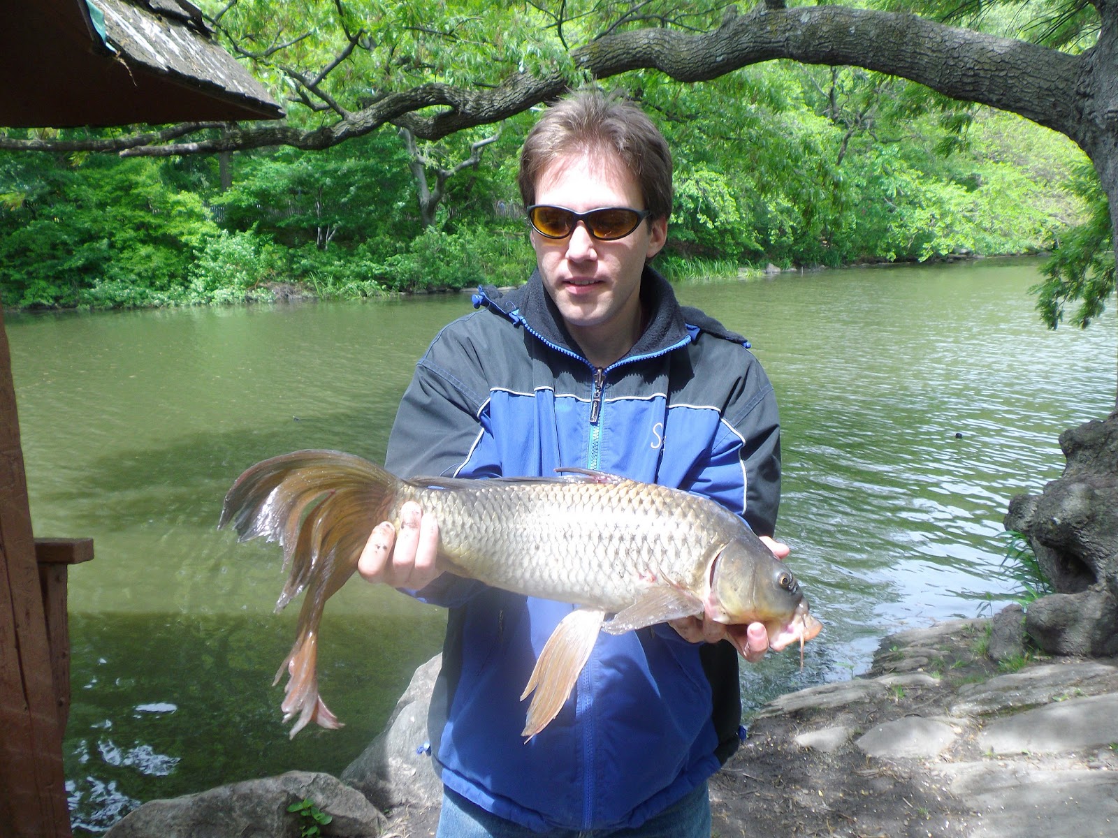 The Great Lakes of NYC: Fantail Carp caught in Central Park