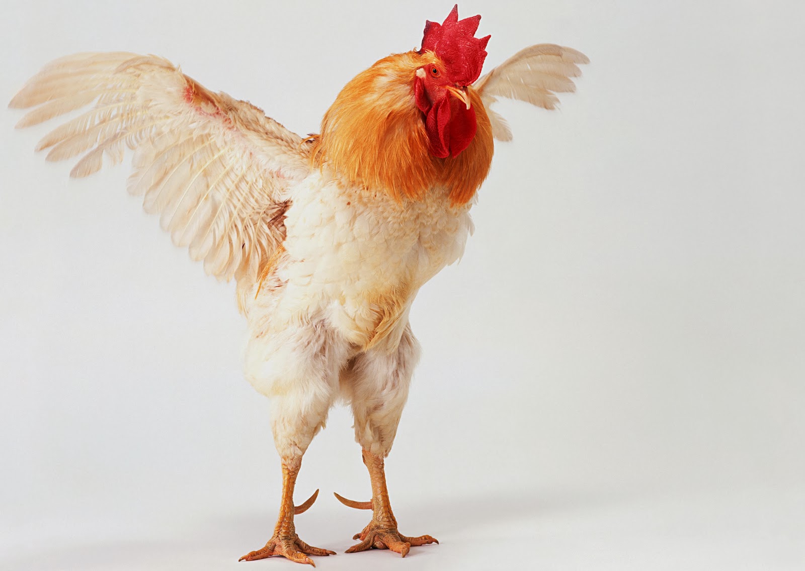 21 Gambar Ayam Stock Photo High Resolution