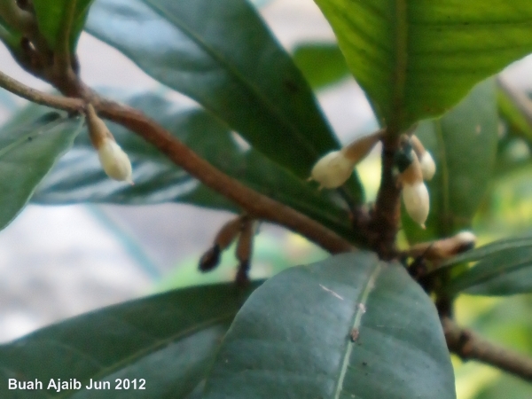 My Small Garden: Buah Ajaib - Miracle Fruit