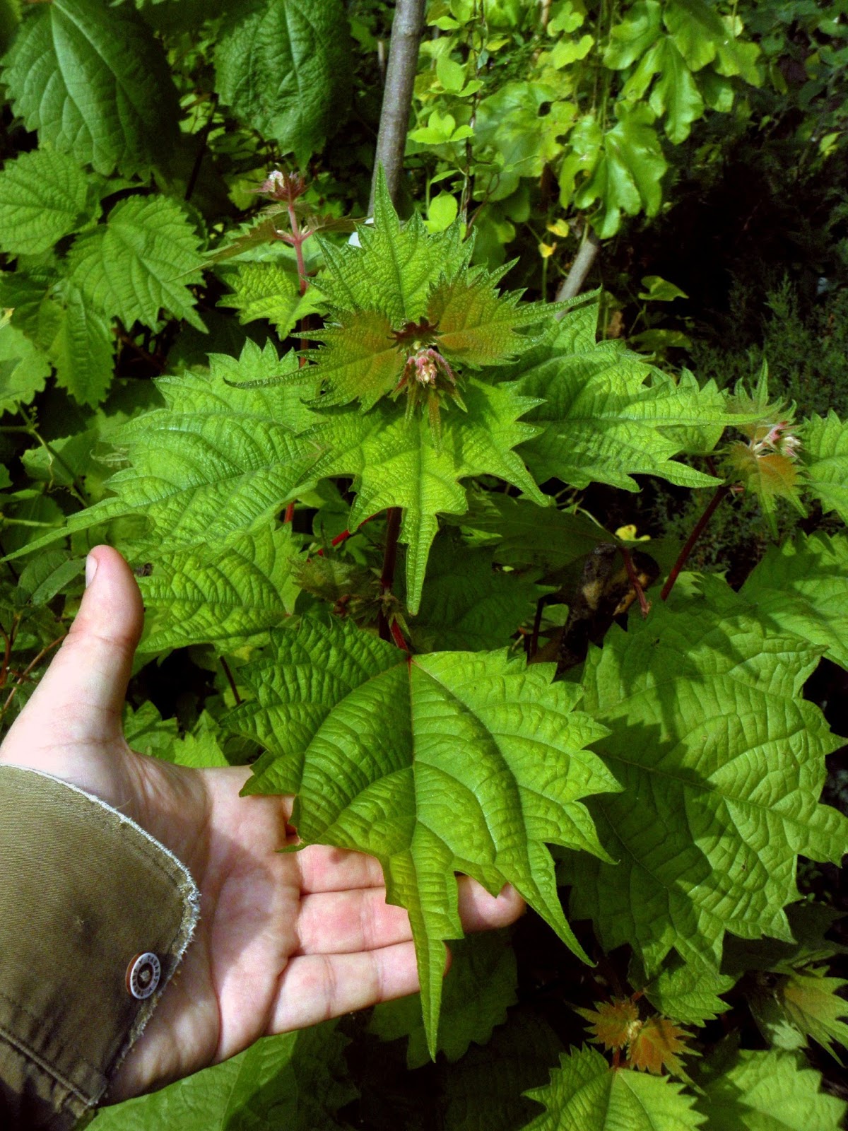 Scirpidiella's Plants: False Nettles - Ramie cousins (Boehmeria sp. div.)