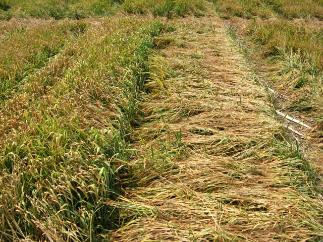 Grain Crops Update: Estimated Yield Potential for KY’s Freeze Damaged Wheat