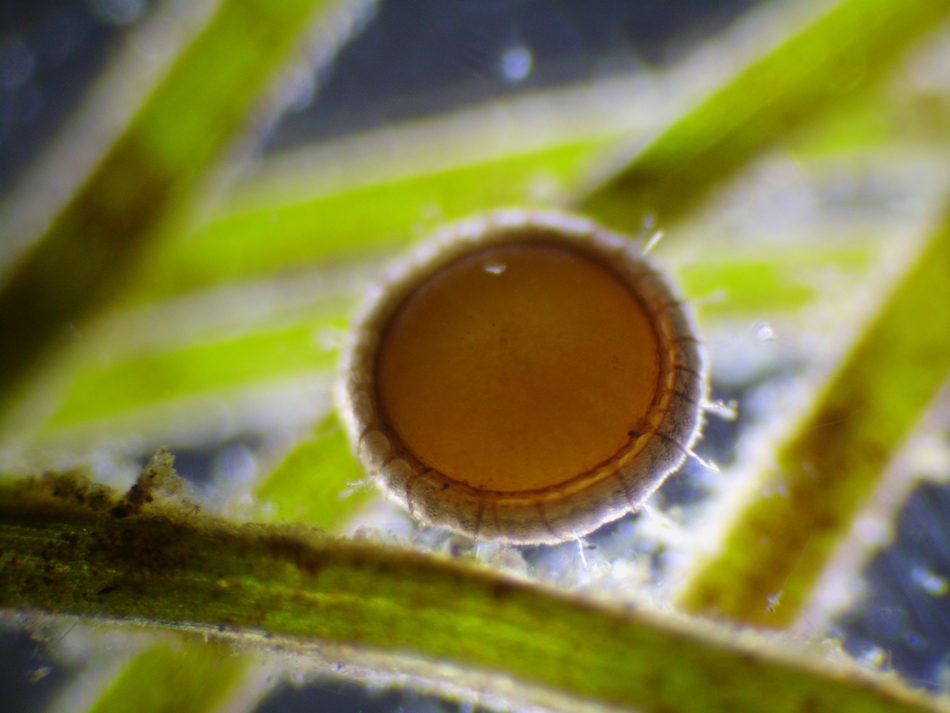 Real Monstrosities: Bryozoa