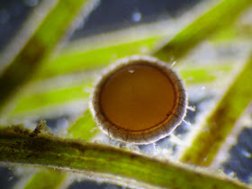 Real Monstrosities: Bryozoa