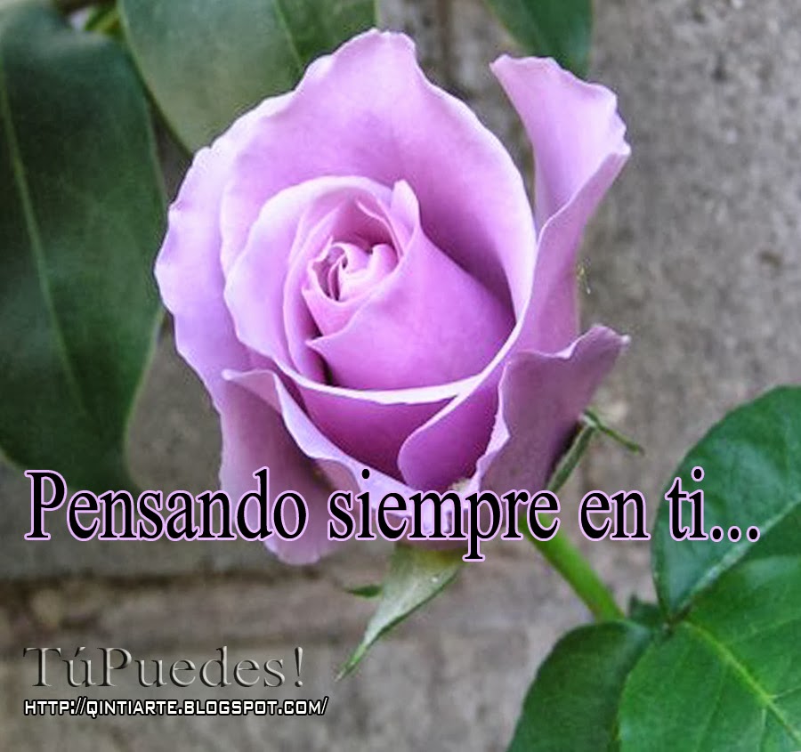 ¿QUE ES UNA ROSA? ~ Fundación Q´inti