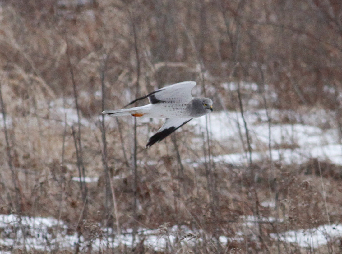 Pioneer Birding: NY - one or two Short-eared Owls