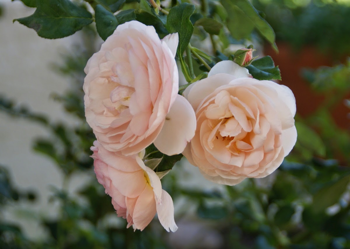 Organic Garden Dreams: July Roses
